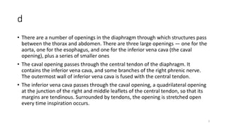 Must Know Diaphragm Anatomy MCQs | PPTX