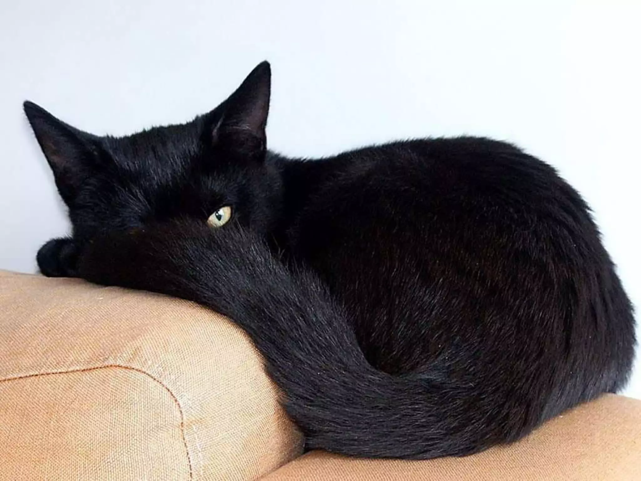 MUST LOVE CATS 1 | PPSX