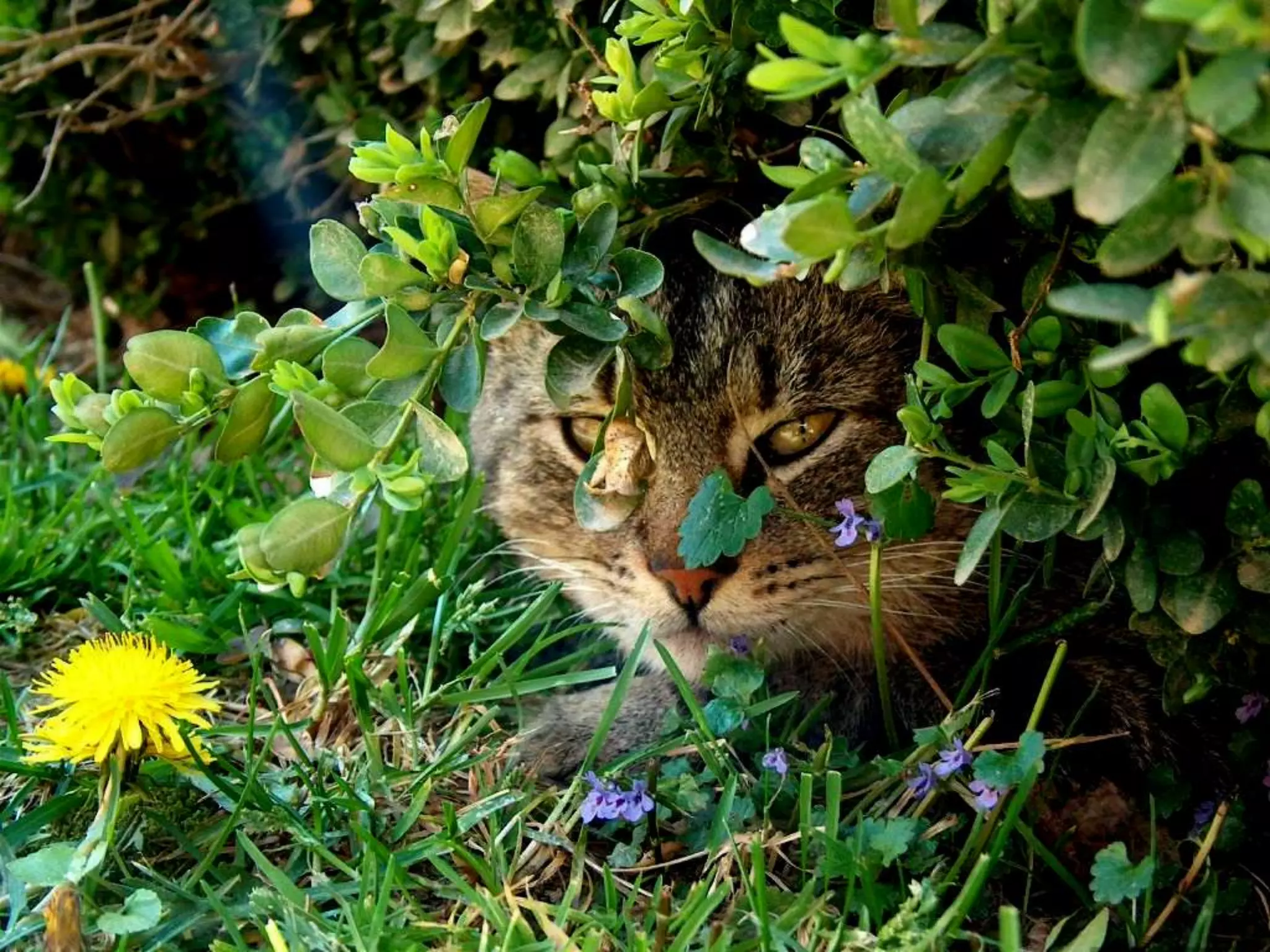 MUST LOVE CATS 1 | PPSX