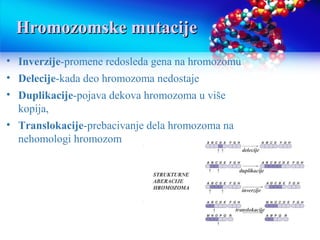 Mutacije | PPT