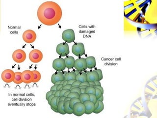 Mutageni; geni i kancer | PPT