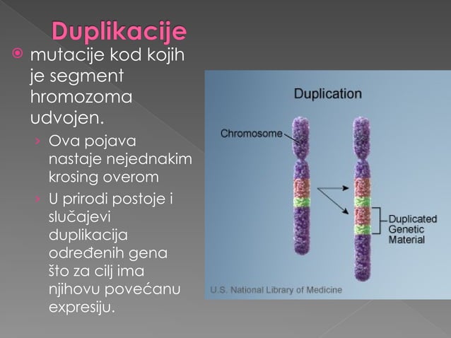 MUTACIJE ppt sve.ppt за среднју школу је | PPT