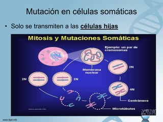 Mutación y mutagenesis | PPTX