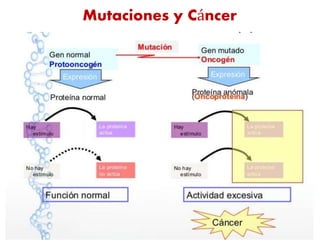 Mutacion | PPTX