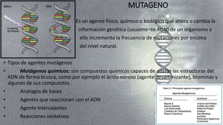 Mutaciones y Mutagenos | PPTX