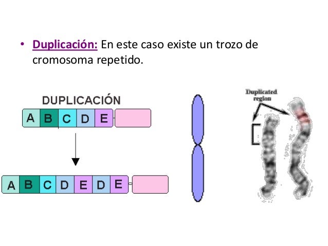 Mutacion de adn