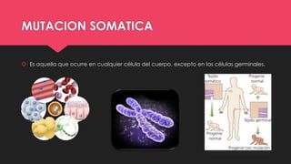 Mutaciones.pdf de los acidos nucleicos adn | PDF