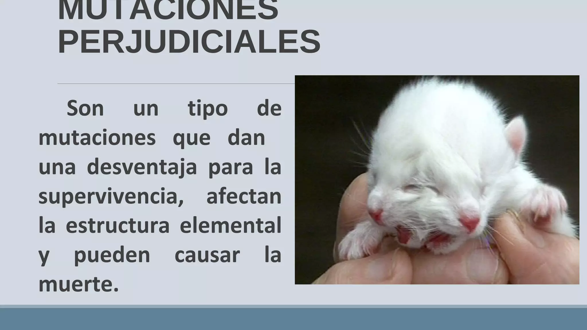 Mutaciones y sus diversas clasificaciones. Lic Javier Cucaita | PPT