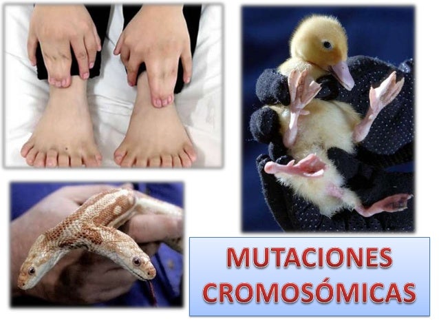Mutaciones cromosómicas