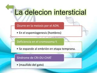 Mutaciones cromosomicas | PPTX