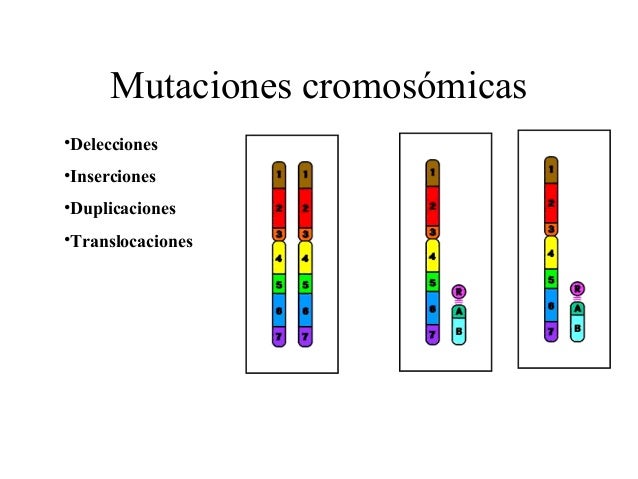Mutaciones geneticas