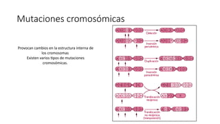 Mutaciones y cambios de los adn biologia | PPTX
