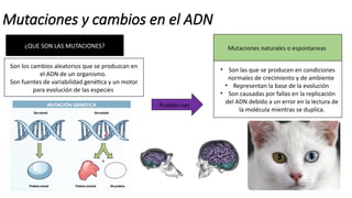 Mutaciones y cambios de los adn biologia | PPTX