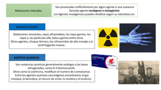 Mutaciones y cambios de los adn biologia | PPTX