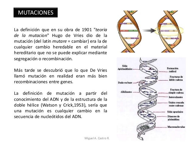 Mutaciones y evolución