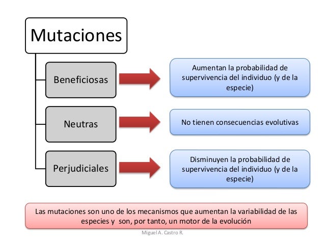 Mutaciones y evolución