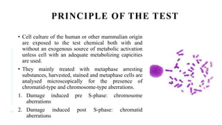 TEST FOR GENE MUTATION IN BACTERIA CHROMOSOMAL DAMAGE, IN VIVO ...