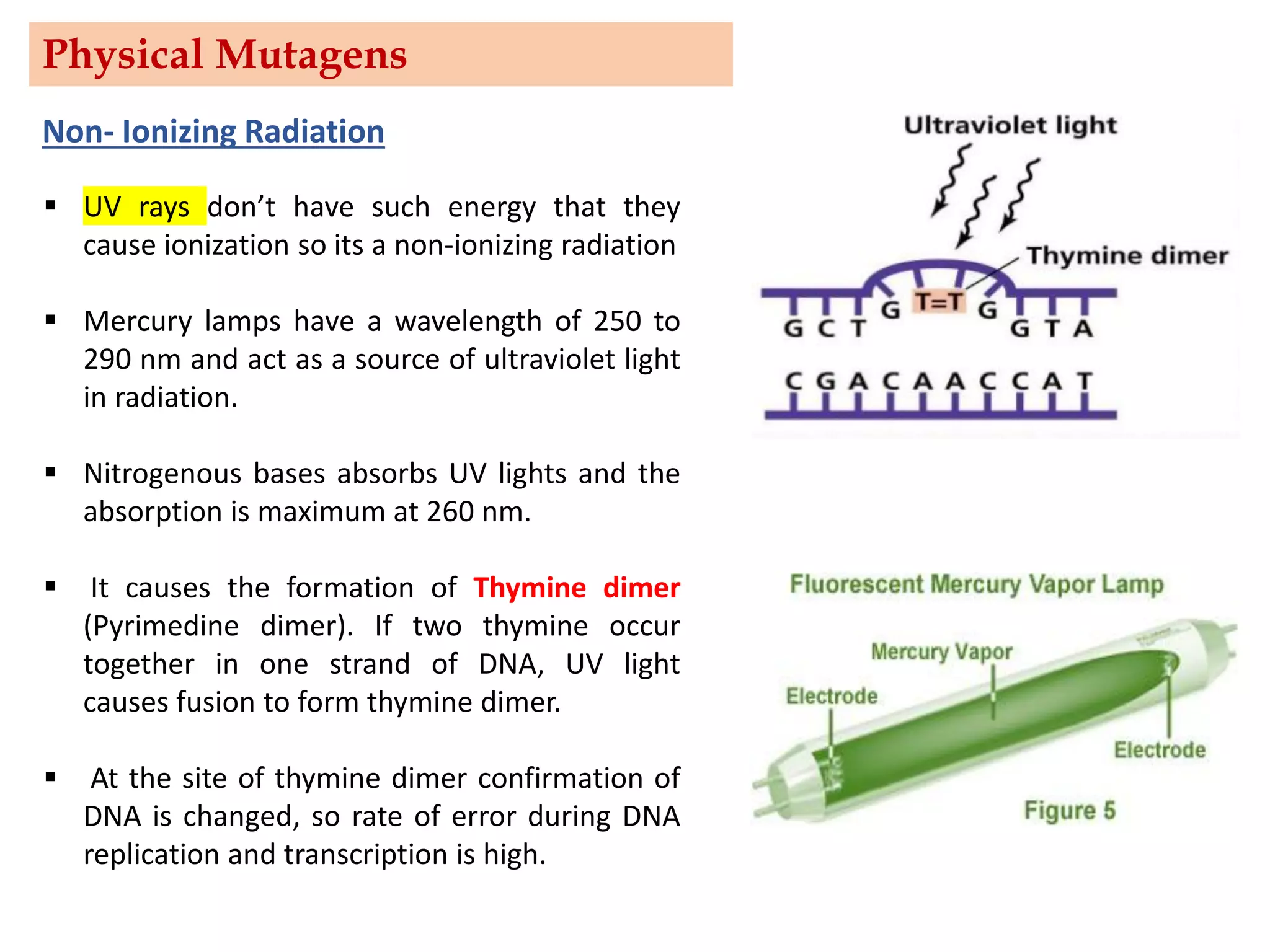 Mutagenesis | PDF
