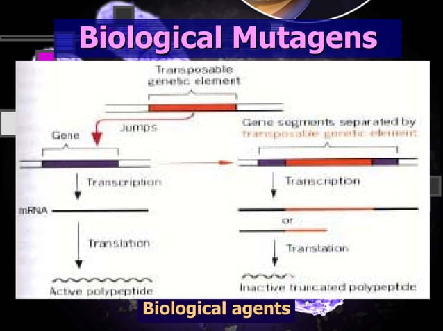 Mutagens and their actions | PDF