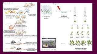 Mutagenesis - A powerful tool in molecular biology | PPT