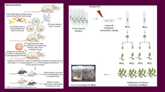 Mutagenesis - A powerful tool in molecular biology | PPT