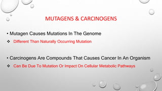 Mutagenicity & Carcinogenecity.pptx