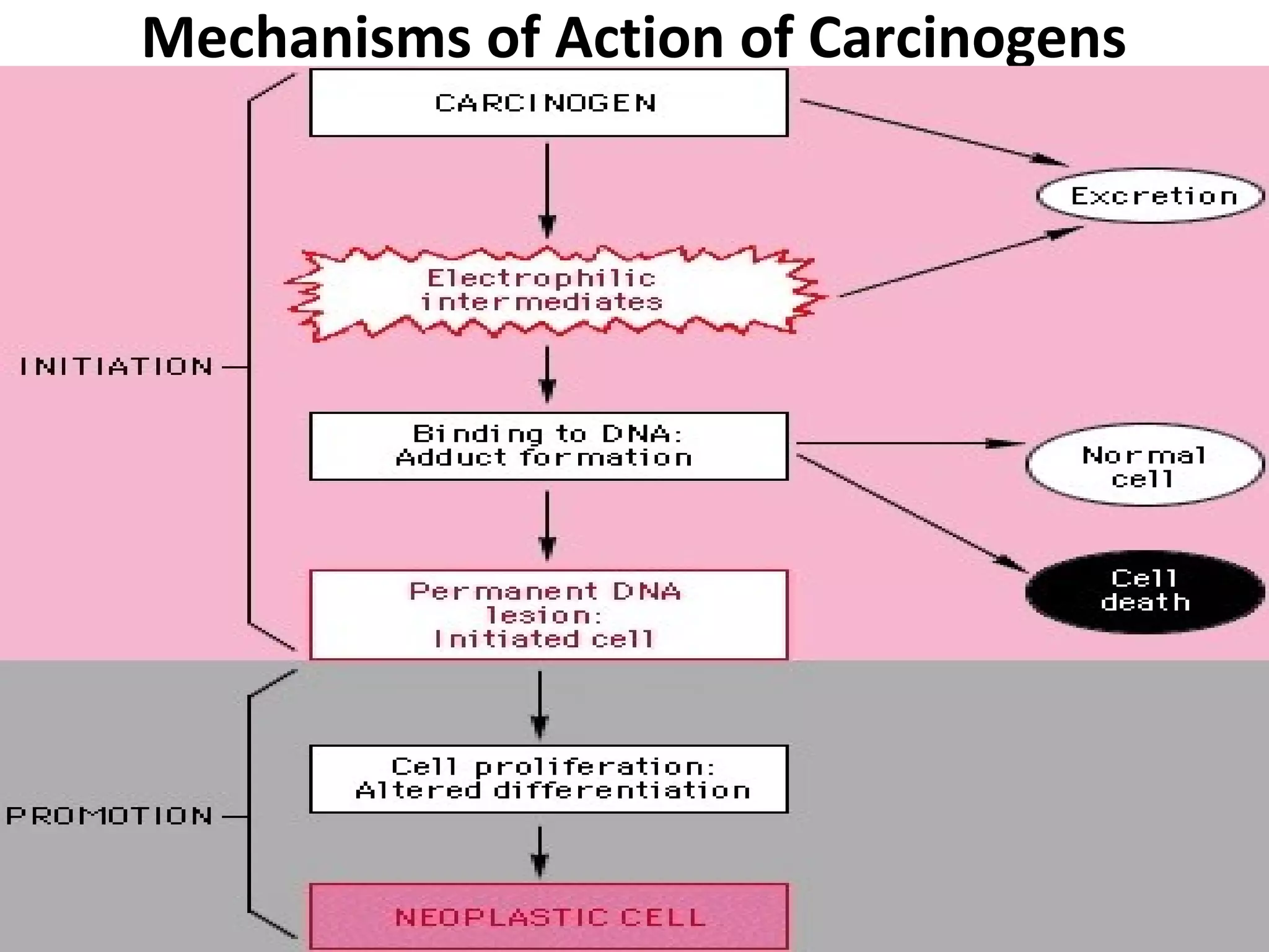 Mutagens and carcinogen | PPT