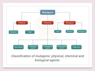 Mutagens, types of mutations | PPTX