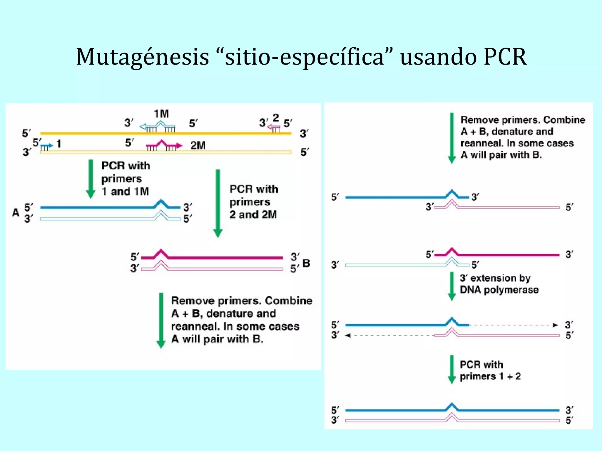 Site-directed Mutagenesis | PDF