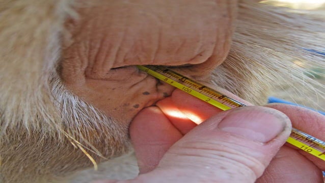 different sites for taking pulse and respiration in sheep | PPTX ...