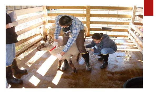 different sites for taking pulse and respiration in sheep | PPTX ...