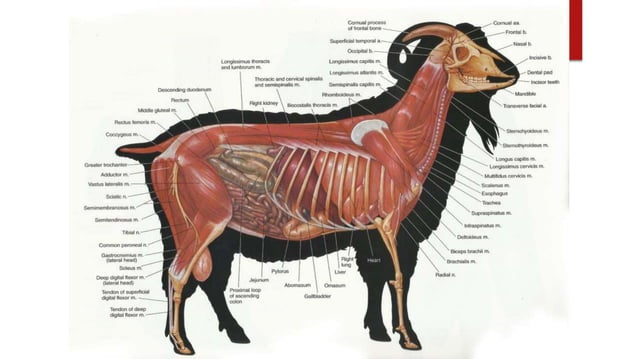 different sites for taking pulse and respiration in sheep | PPTX ...