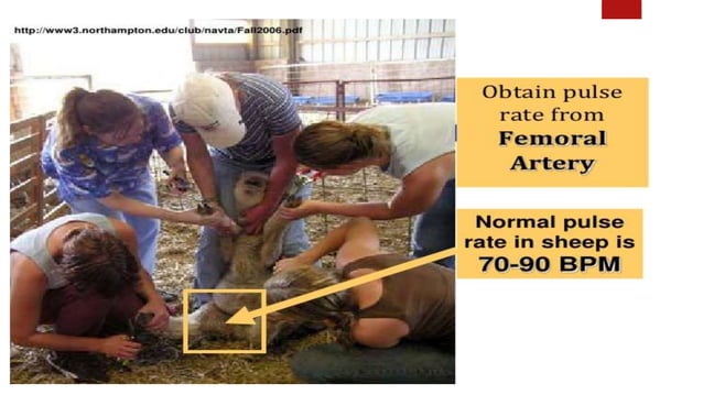 different sites for taking pulse and respiration in sheep | PPTX ...