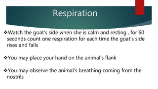 different sites for taking pulse and respiration in sheep | PPTX