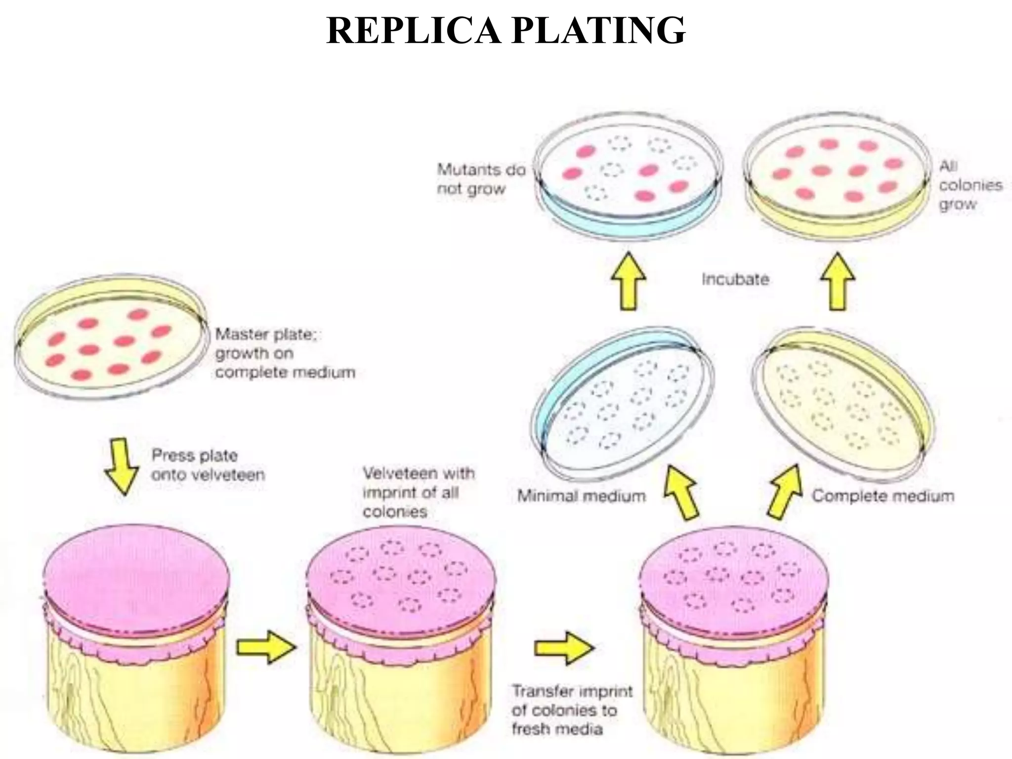Isolation And Detection Of Mutants Pptx Chemistry Science