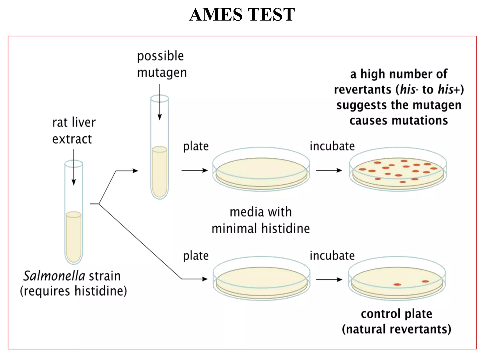 ISOLATION AND DETECTION OF MUTANTS | PPTX