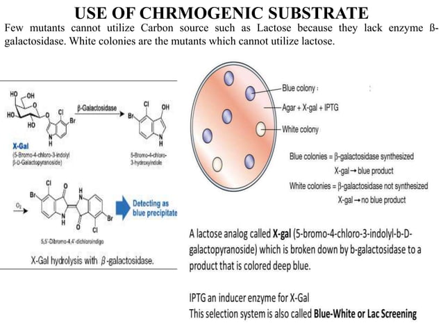 ISOLATION AND DETECTION OF MUTANTS | PPTX | Chemistry | Science