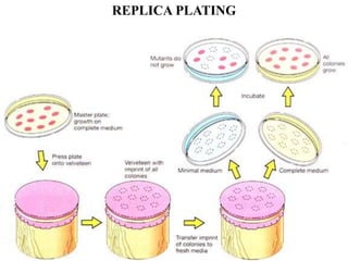 ISOLATION AND DETECTION OF MUTANTS | PPTX