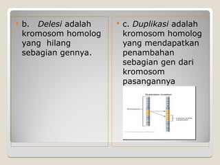 Mutasi, Pengertian, Penyebab, Jenis, dan Contoh | PPT