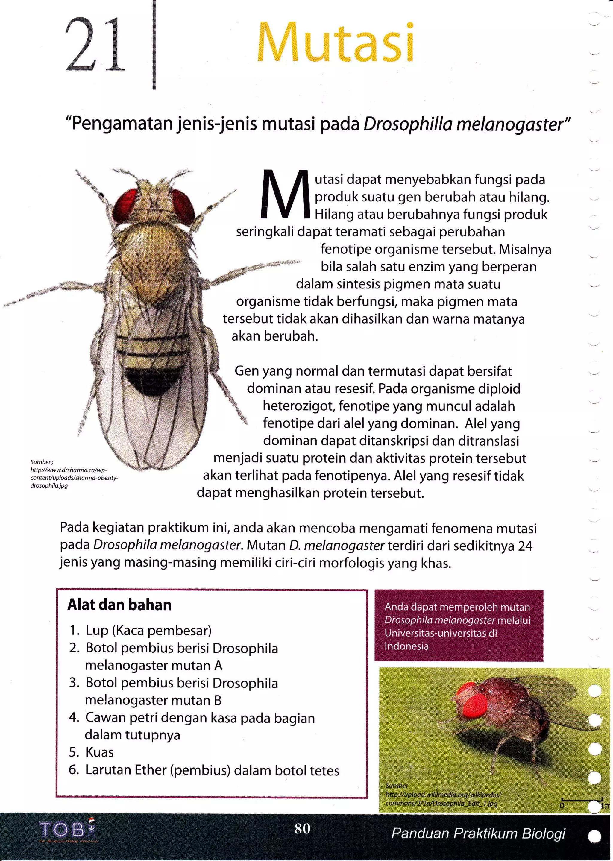 Mutasi | PDF
