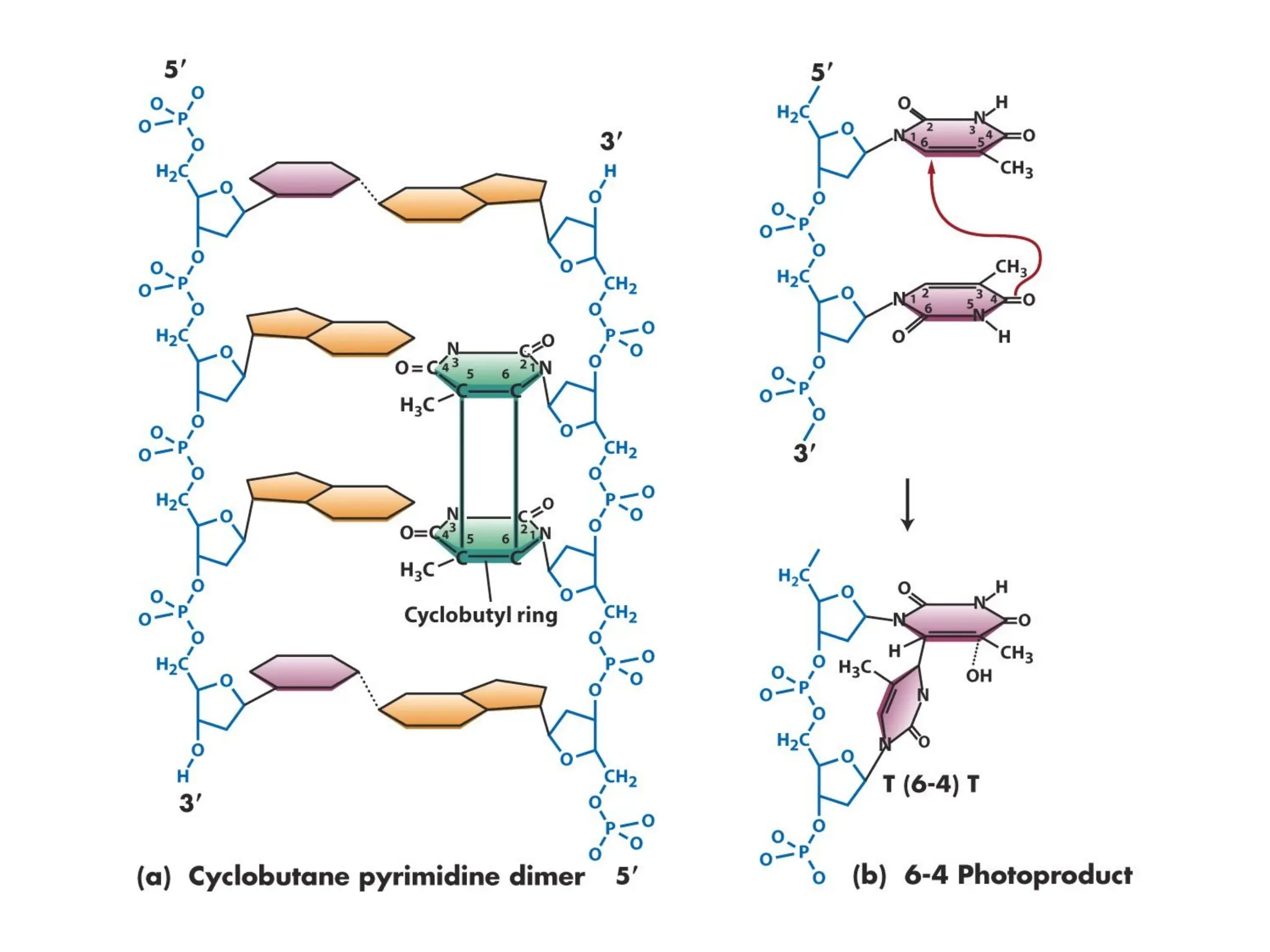 MUTASI DAN JENISNYA, INSERSI, DELESI .pptx