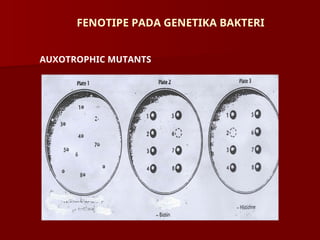mutasi gen mutasi gen mutasi gen mutasi gen | PPT