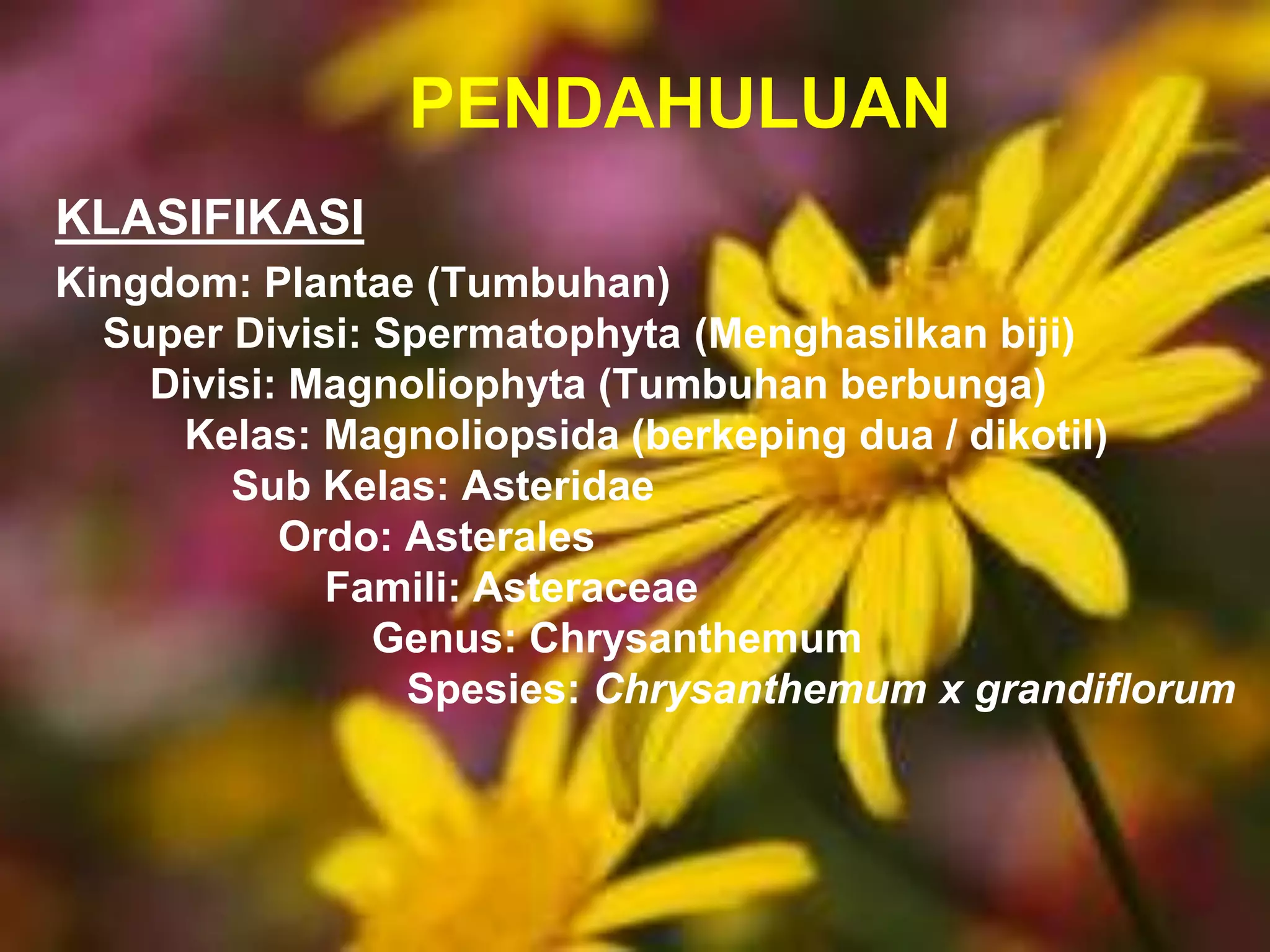 Mutasi pada Bunga Krisan | PPT