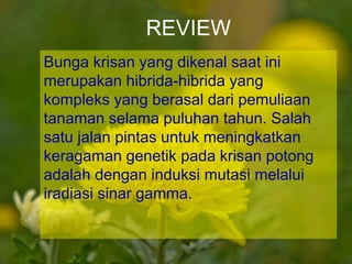 Mutasi pada Bunga Krisan | PPTX