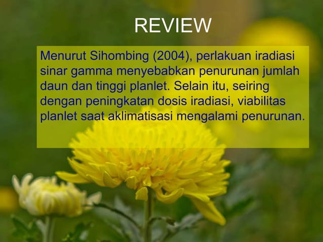 Mutasi pada Bunga Krisan | PPT