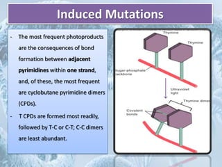 Induced Mutation