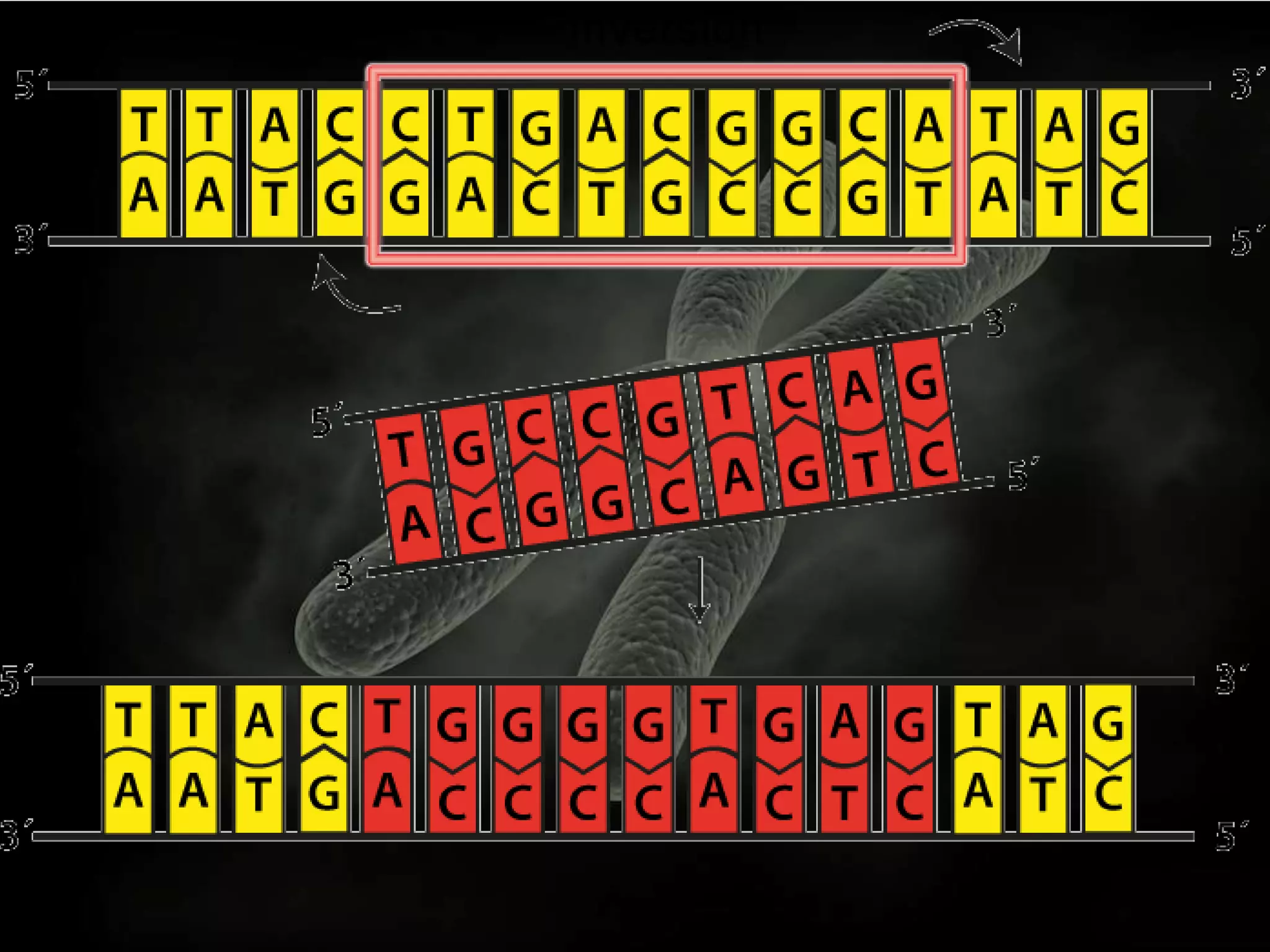 Mutation, Types and Causes, Chromosomal Variation in Number, Gene ...