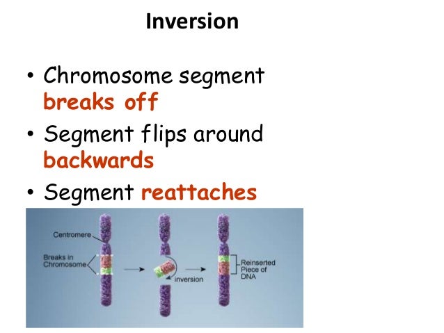 Inversion Mutation Diseases