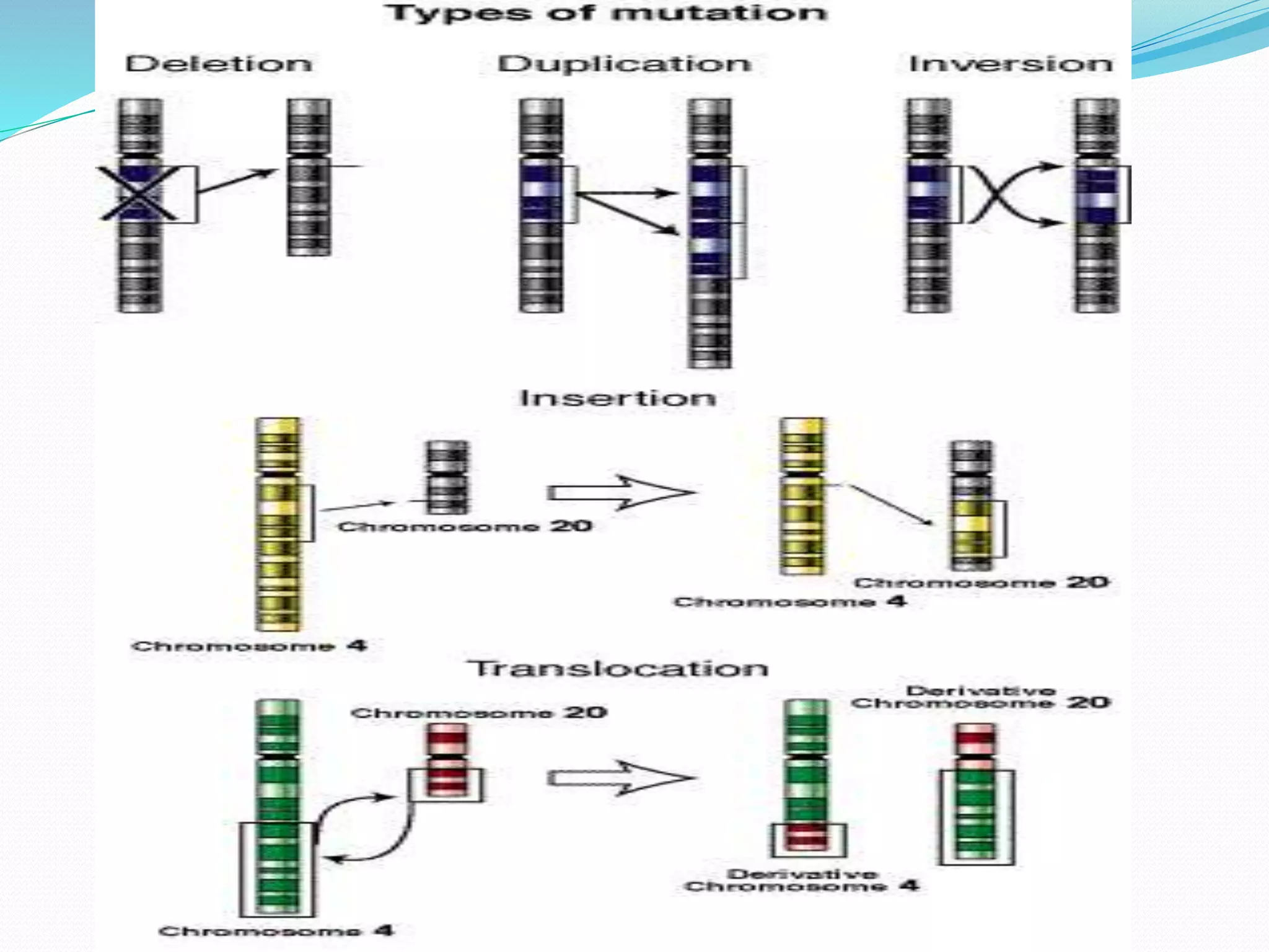 Mutation | PPTX