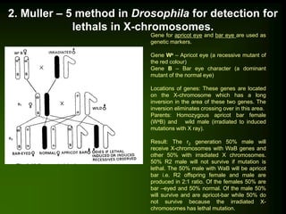 mutation-20.2.2019.ppsx | Chemistry | Science